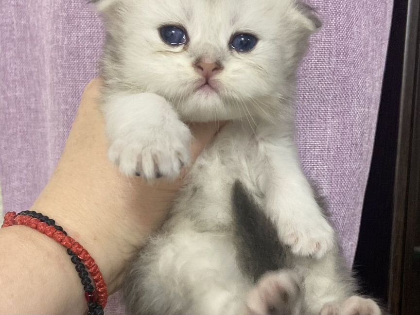 Хайленд фолд мальчик