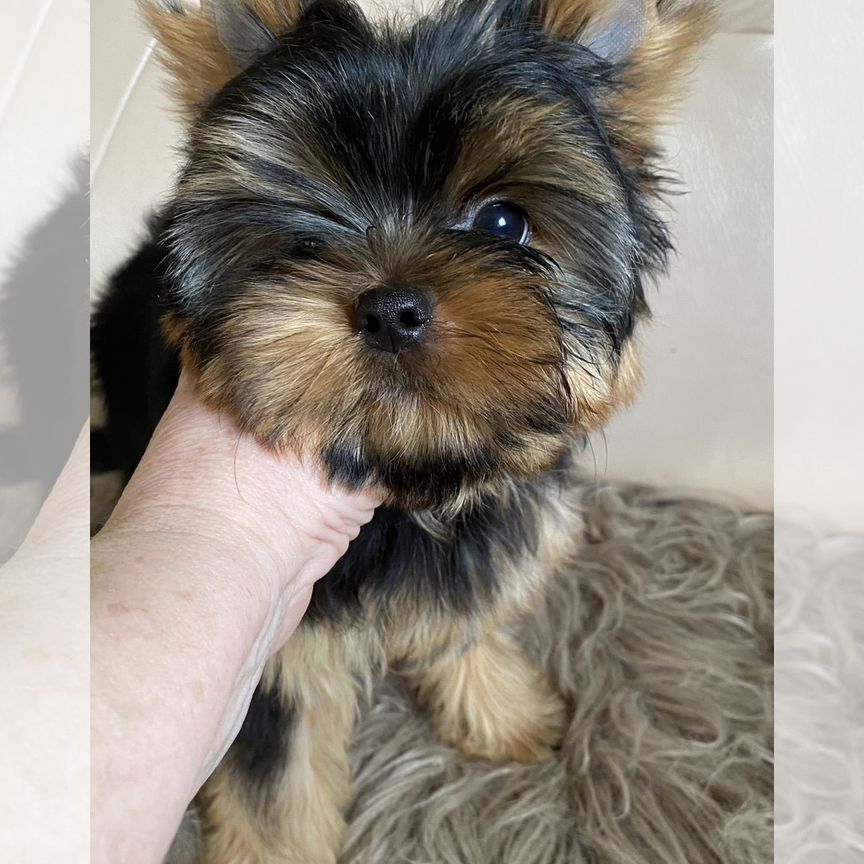 Йоркширский терьер, щенок