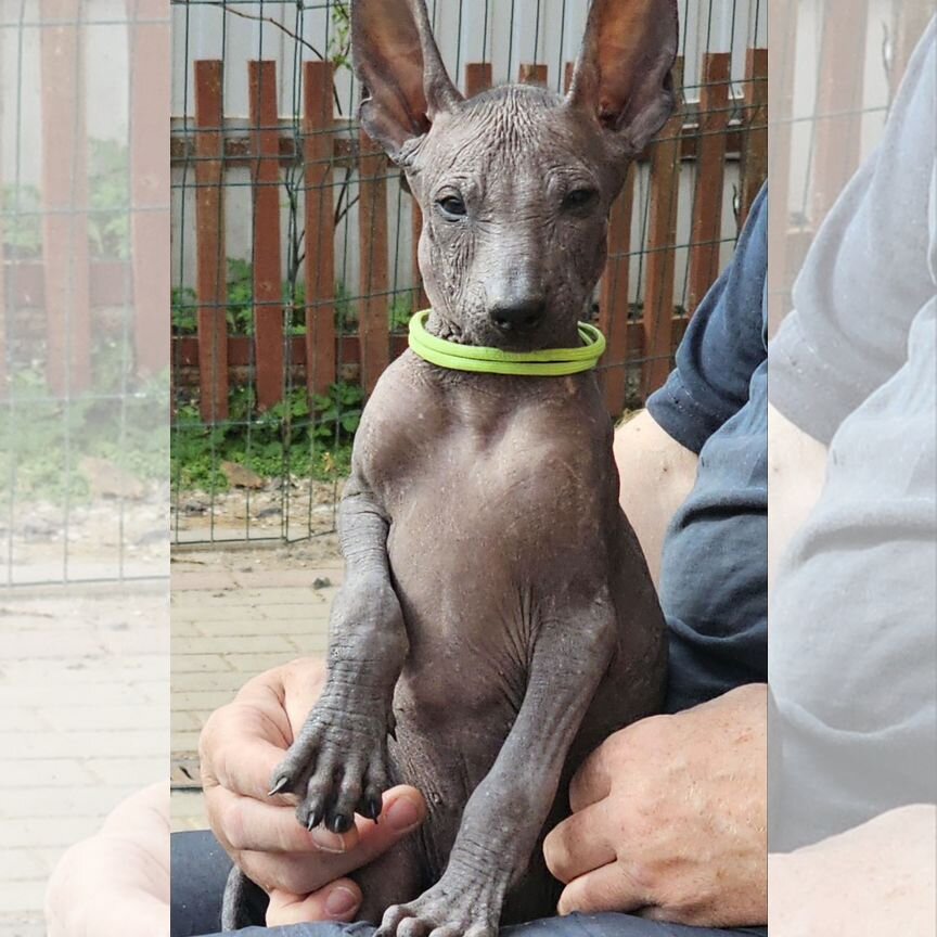 Мексиканская голая собака, щенок