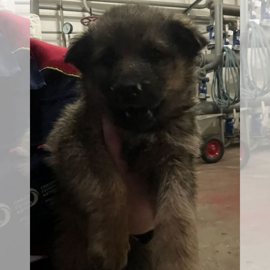 Щенок в добрые руки