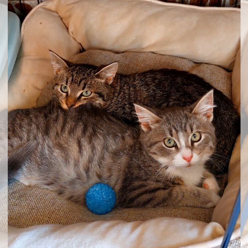 Безумно красивые котятки-полосатики в добрые руки