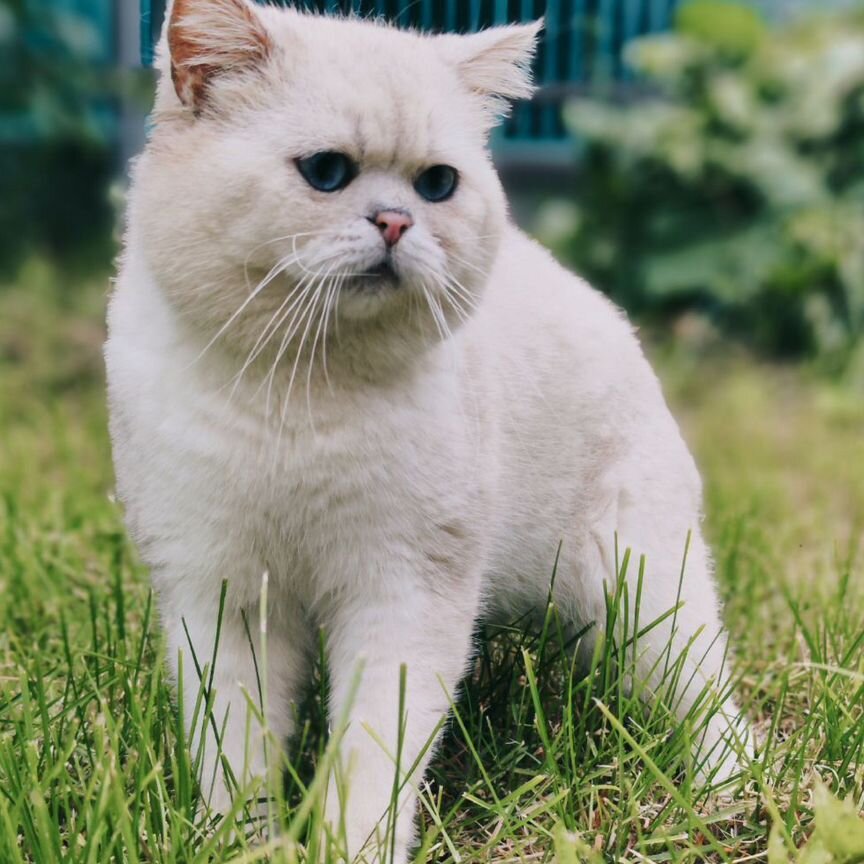 Шотландский прямоухий короткошёрстный кот, взрослый