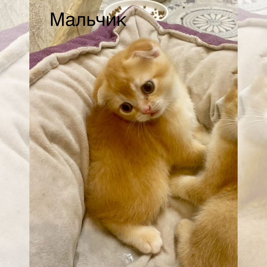 Шотландский вислоухий короткошёрстный котёнок