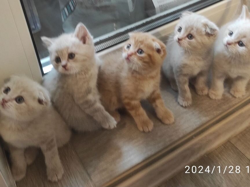 Шотландские вислоухие котята