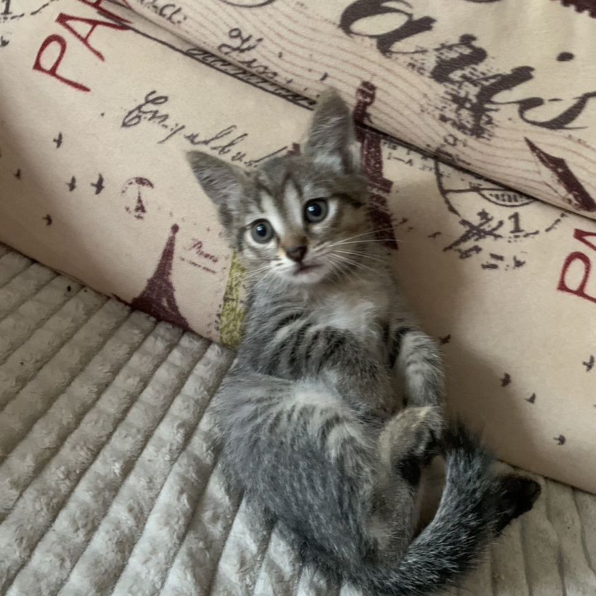 Котята