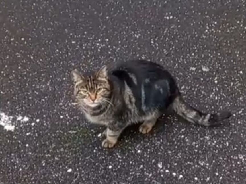 Кошка ищет дом