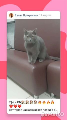 Британский кот