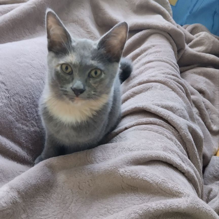 Заберите котенка