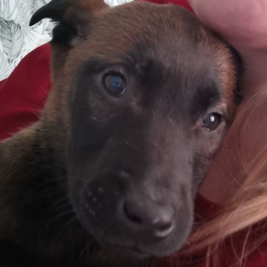 Бельгийская овчарка, щенок