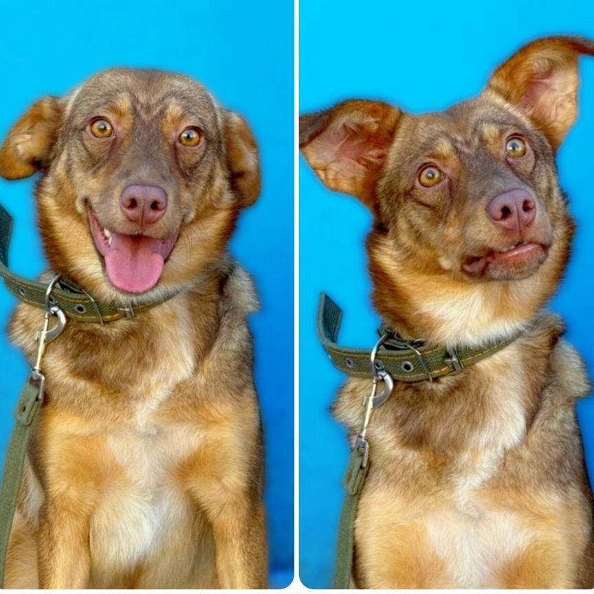 Взрослая собака в добрые руки