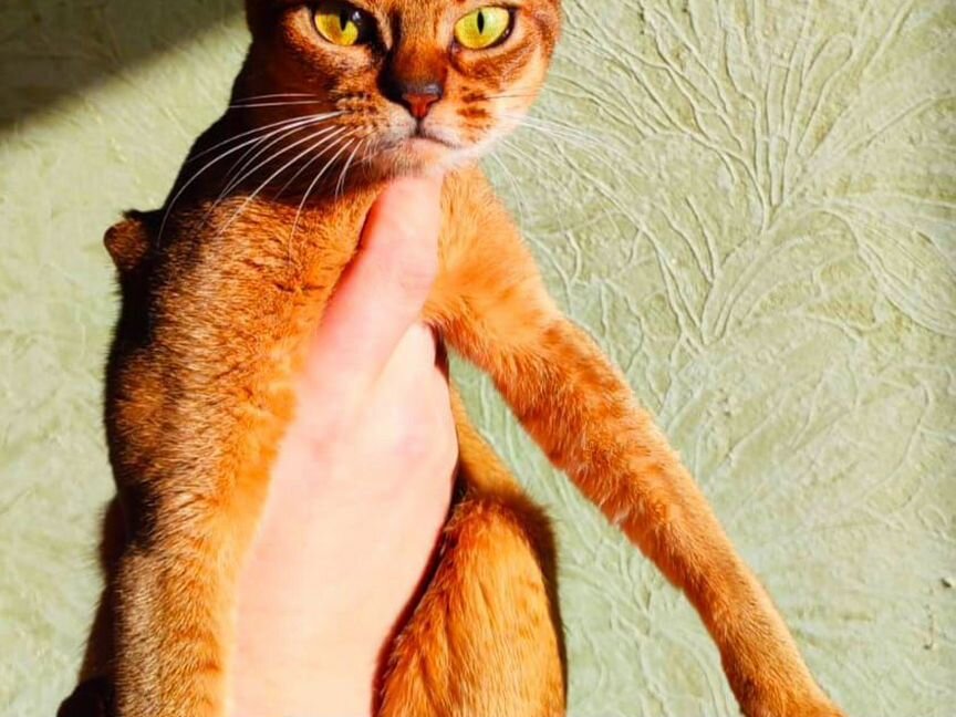 Абиссинская кошка 1.5 года