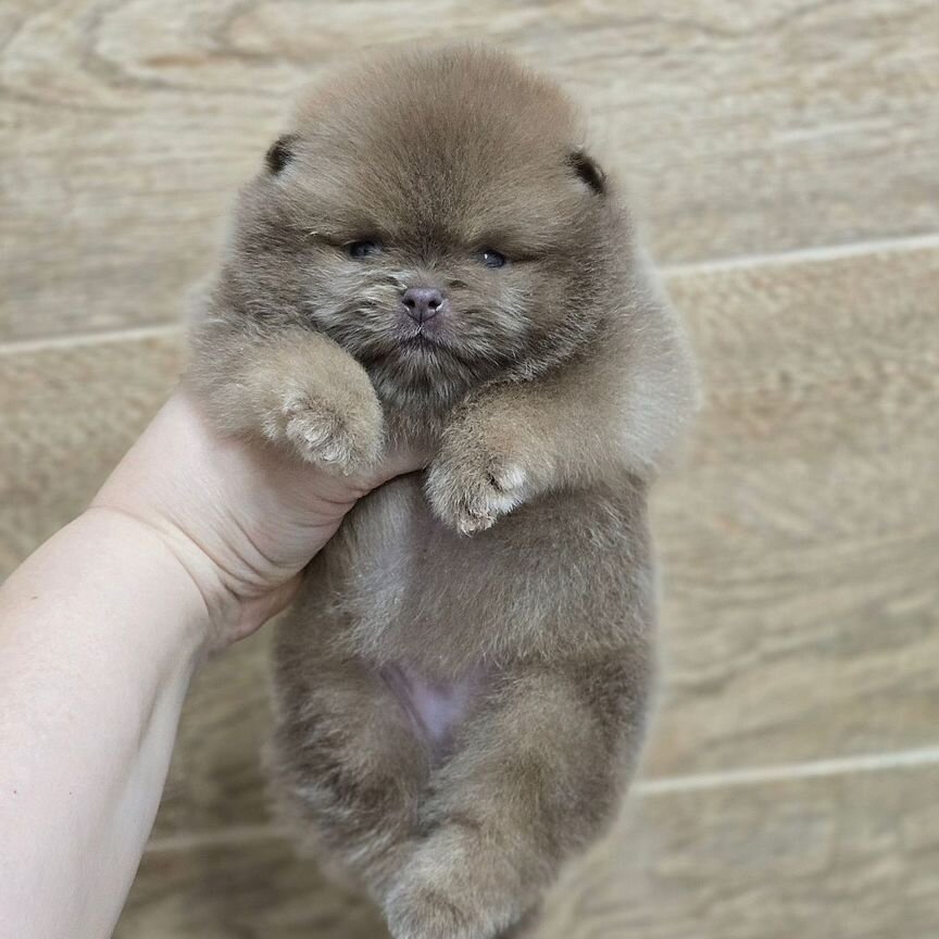 Померанский шпиц