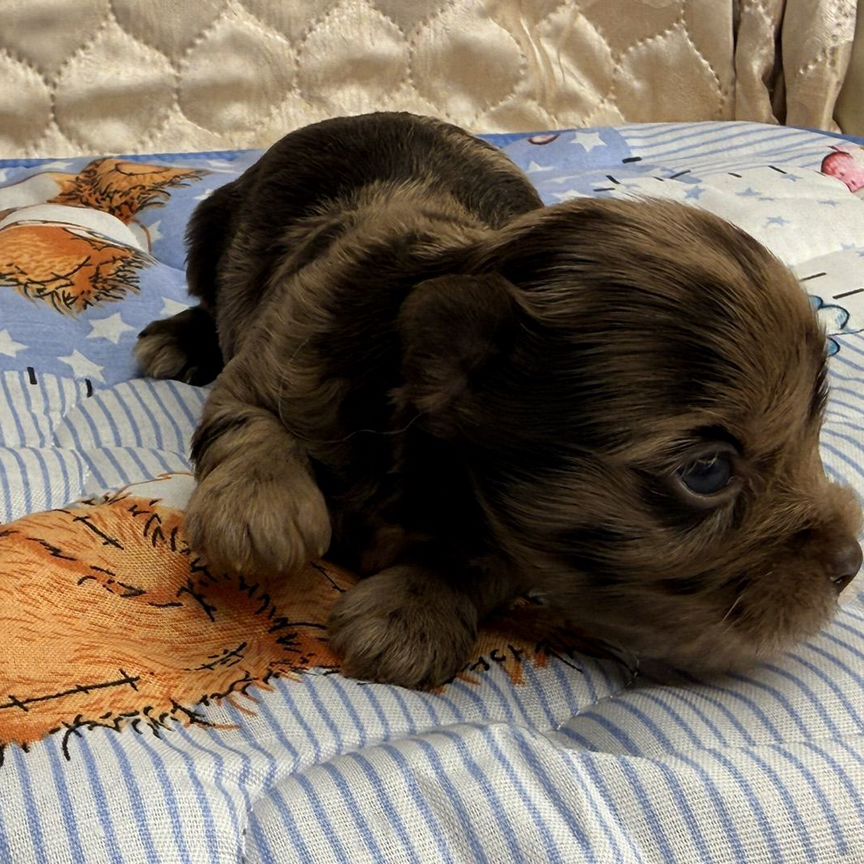 Йоркширский терьер, щенок