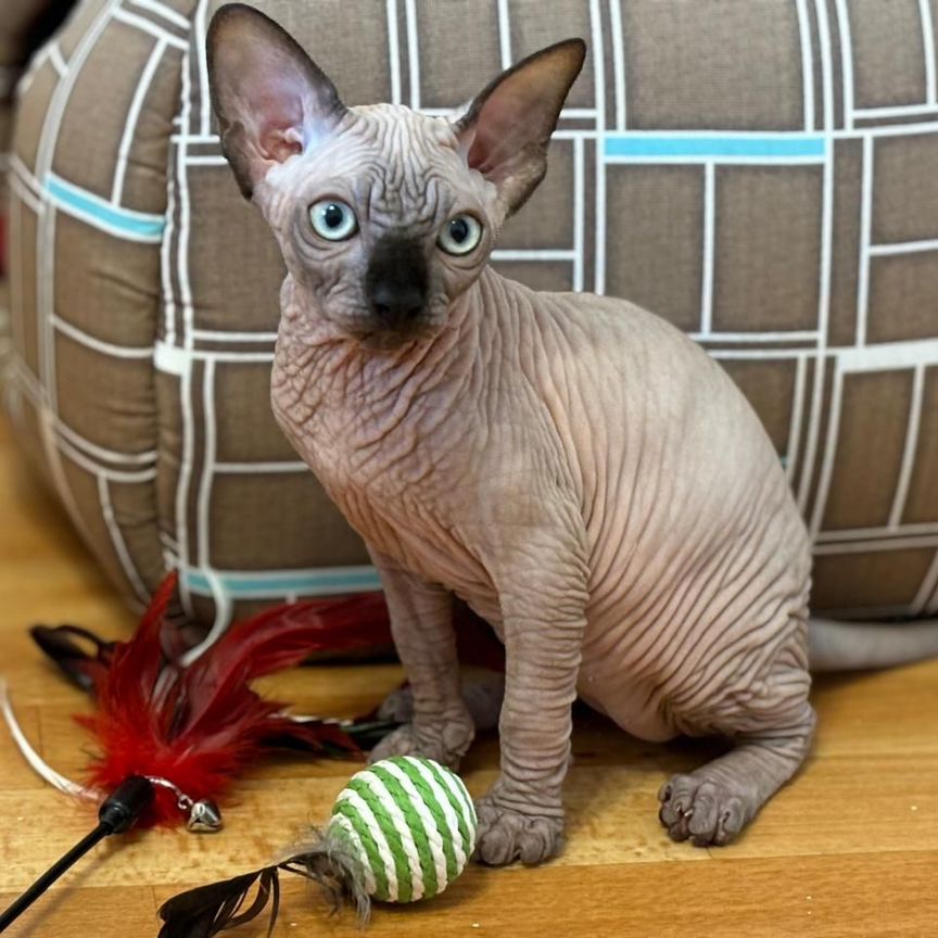 Канадский сфинкс котенок мальчик