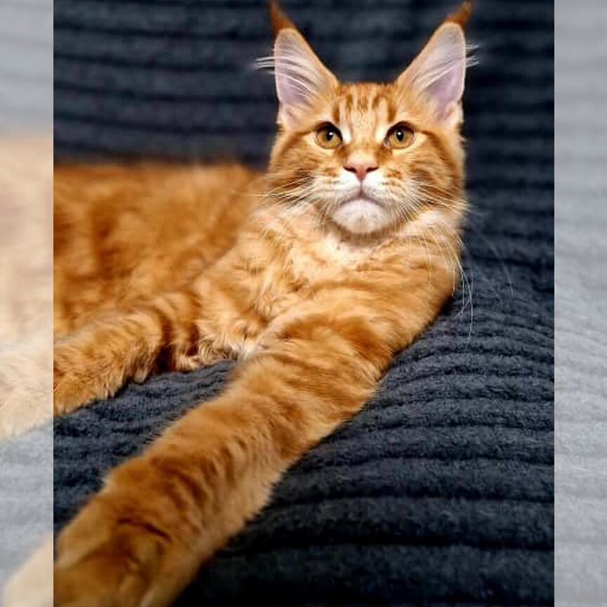 Мейн-кун котёнок