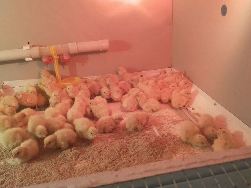 Перепела продажа