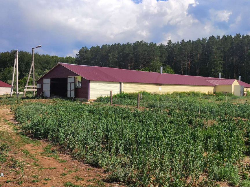 Ферма для домашних птиц