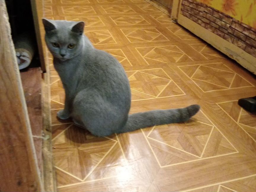 Продам британскую кошку