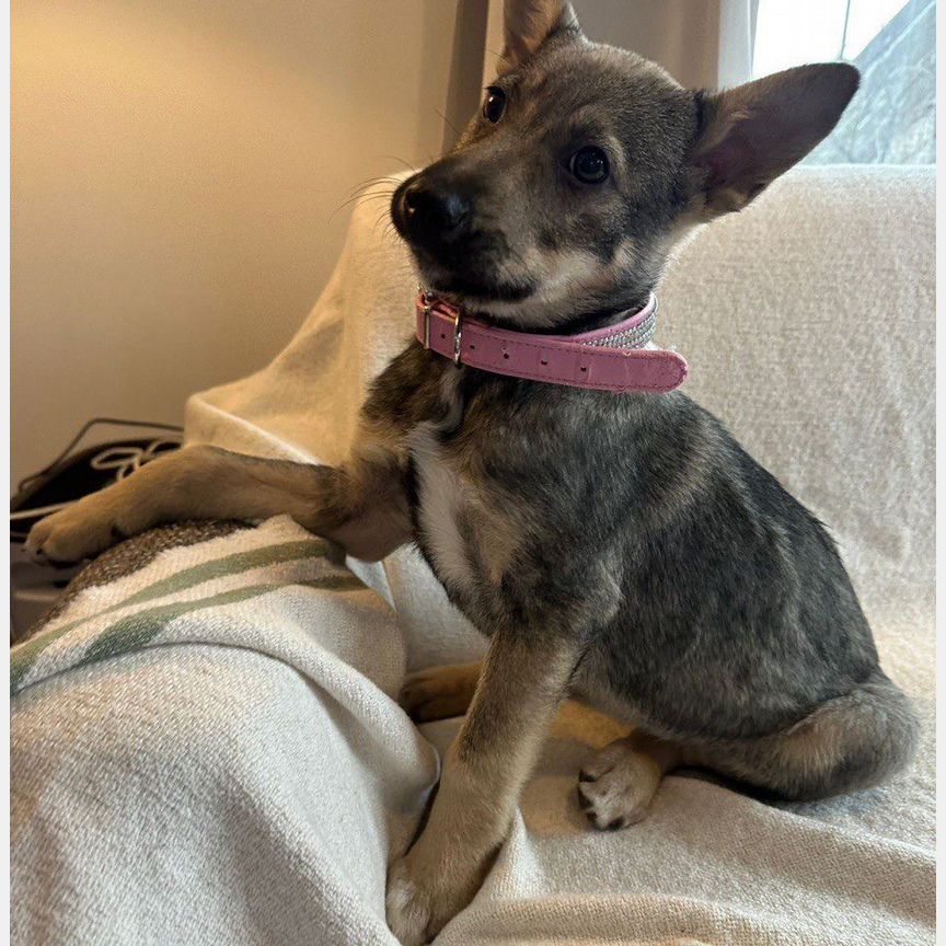 Щенок компаньон и друг