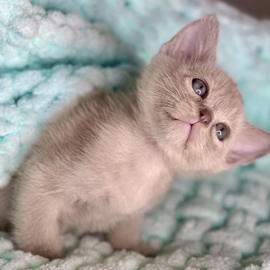 Бурманский мальчик лиловый