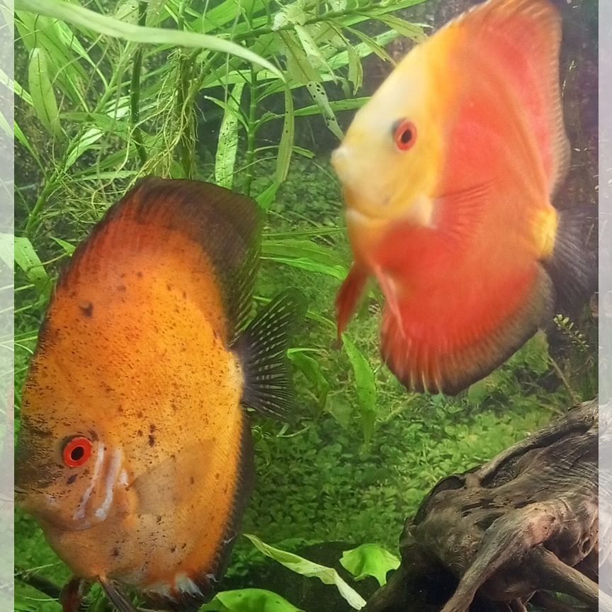 Продам пару дискусов