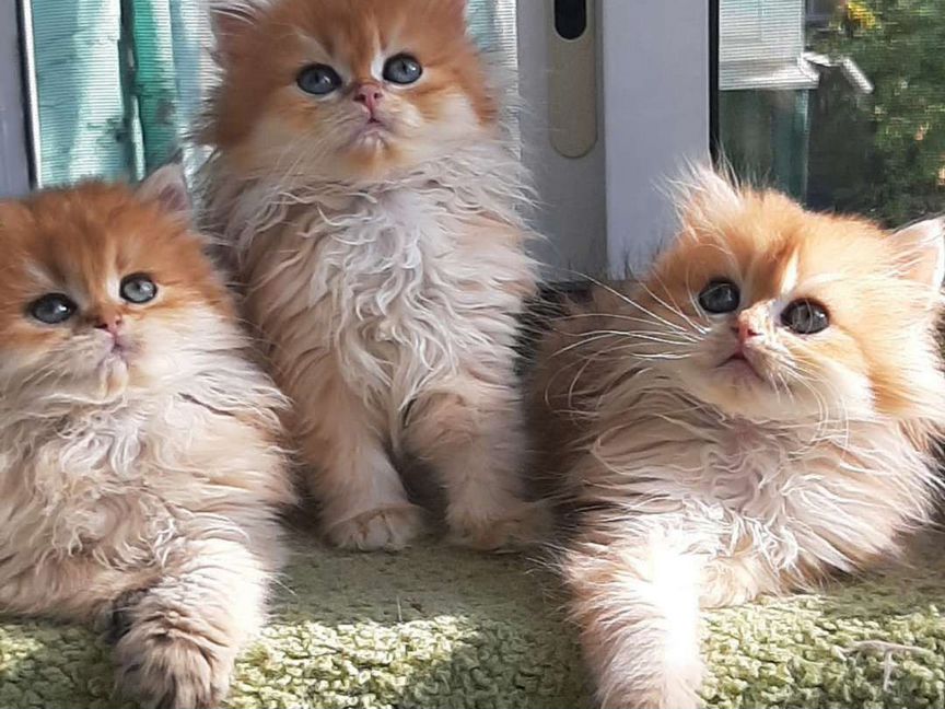 Ми ми мишные котята