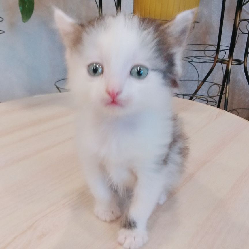 Котёнок от частного владельца