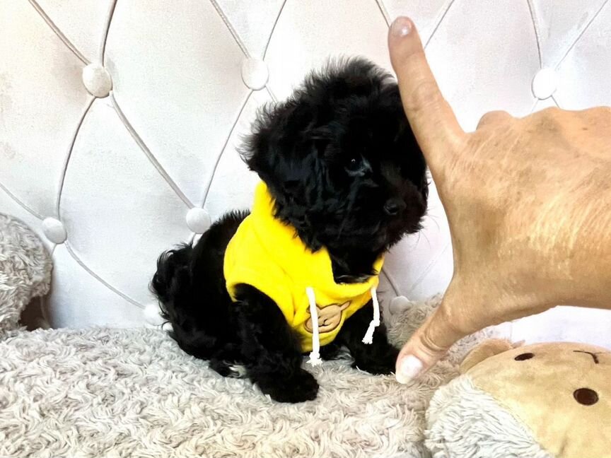 Редкие мини мальтипушки