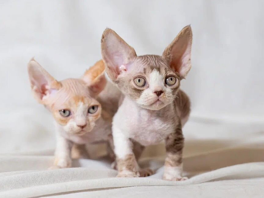 Девон-рекс мальчики