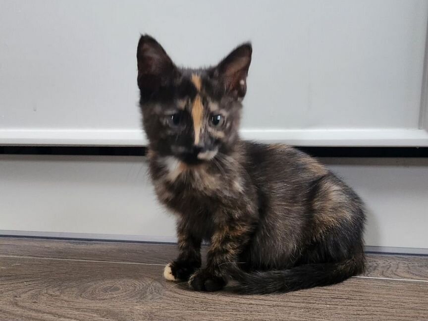 Котёнок в хорошие руки 3-4 месяца