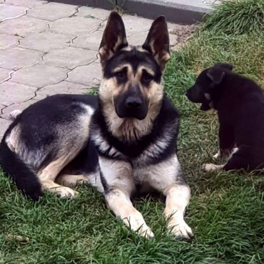 Кобель вео на вязку