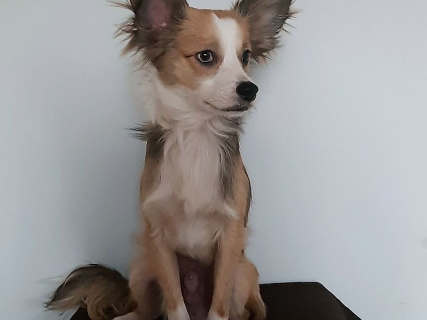 Красивый щенок с голубым глазом