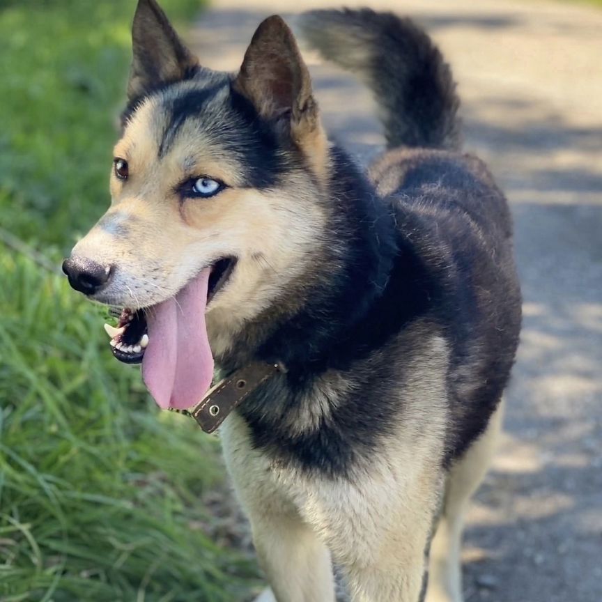 Взрослый пёс в добрые руки