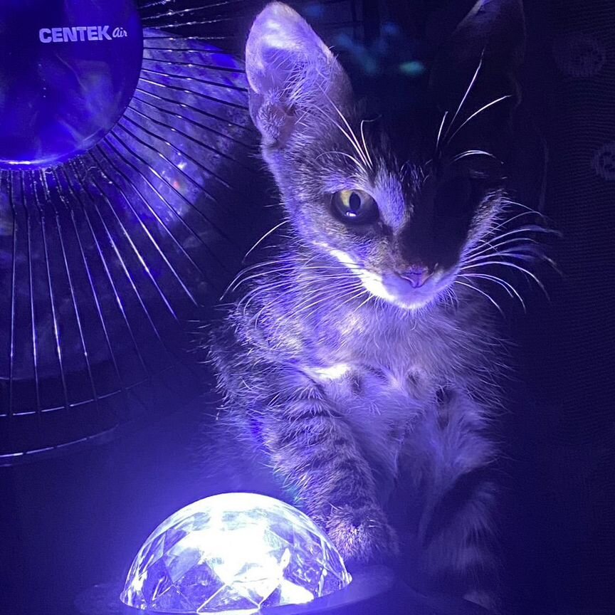 Отдам кота в добрые руки