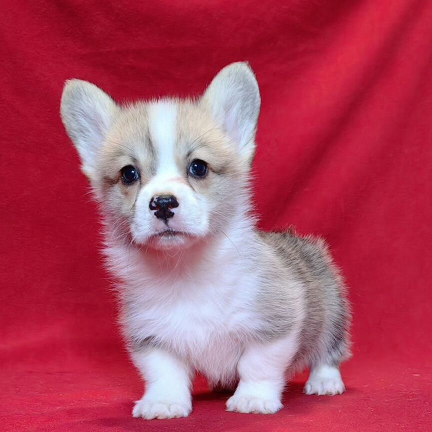 Очаровательный мальчик. Вeльш Kоpги Пeмброк