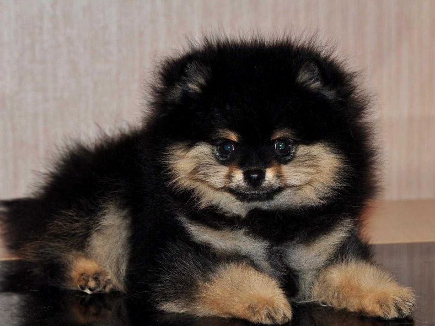 Померанский шпиц мини