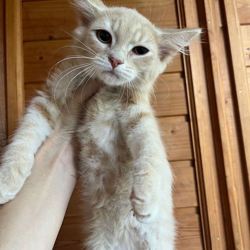 Бежевый котенок в добрые руки