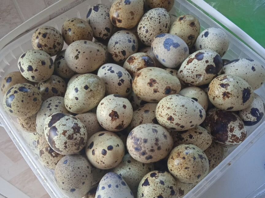 Инкубационное яйцо перепелов радонежские