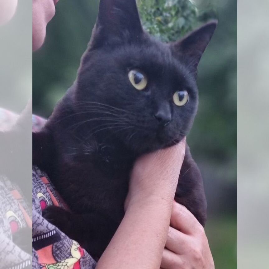 Европейский короткошёрстный кот, взрослый