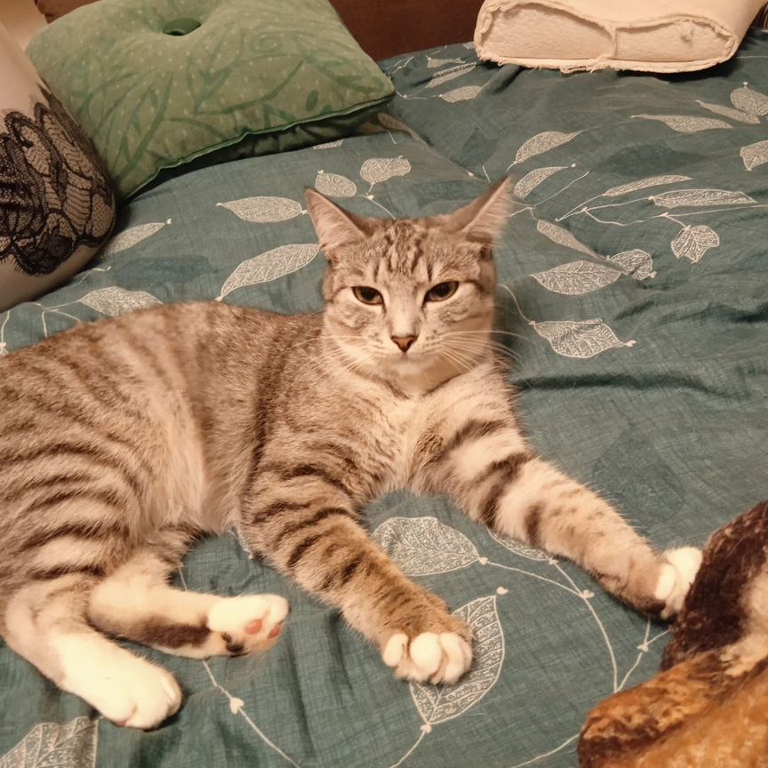 Кошки (одна сиамская,одна порода Торгей)