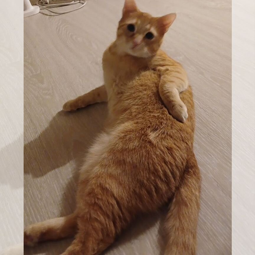 Взрослый кот в добрые руки