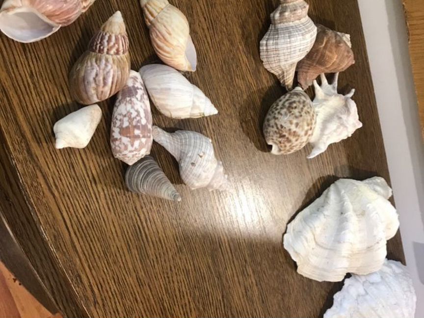 Ракушки для аквариума