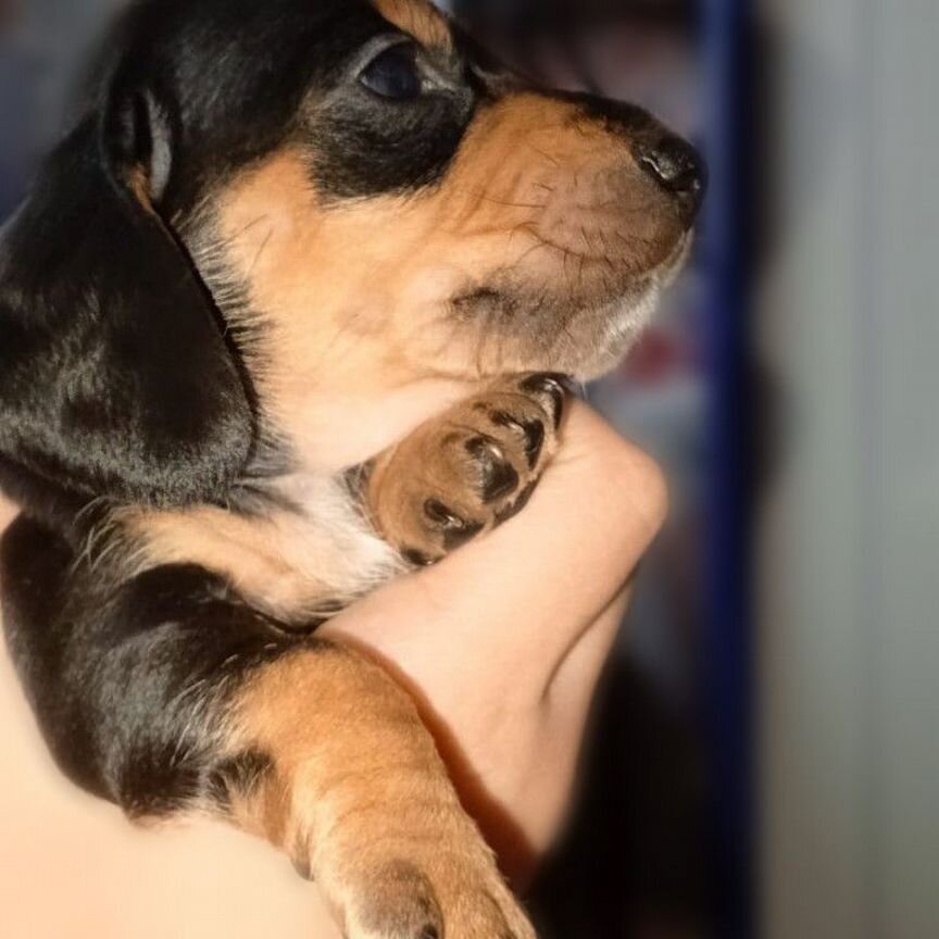 Щенки таксы