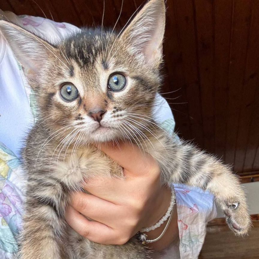Абисинский котенок