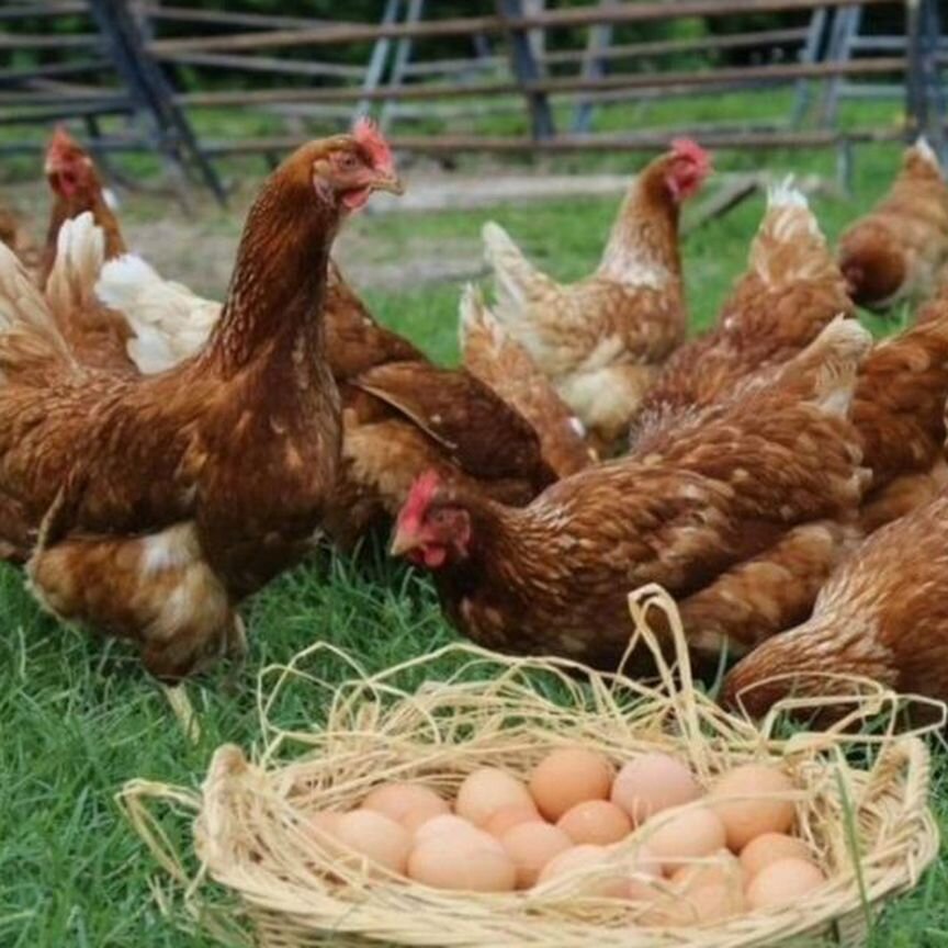 Куры несушки