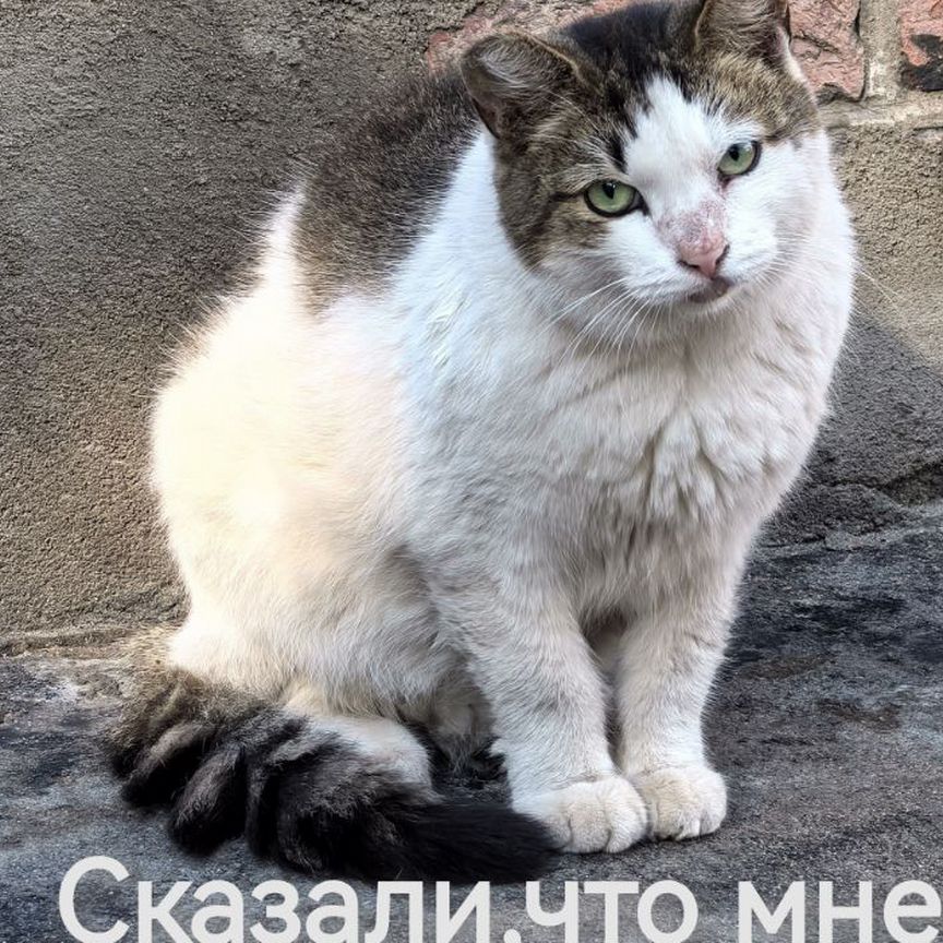 Взрослая, кошка в добрые руки