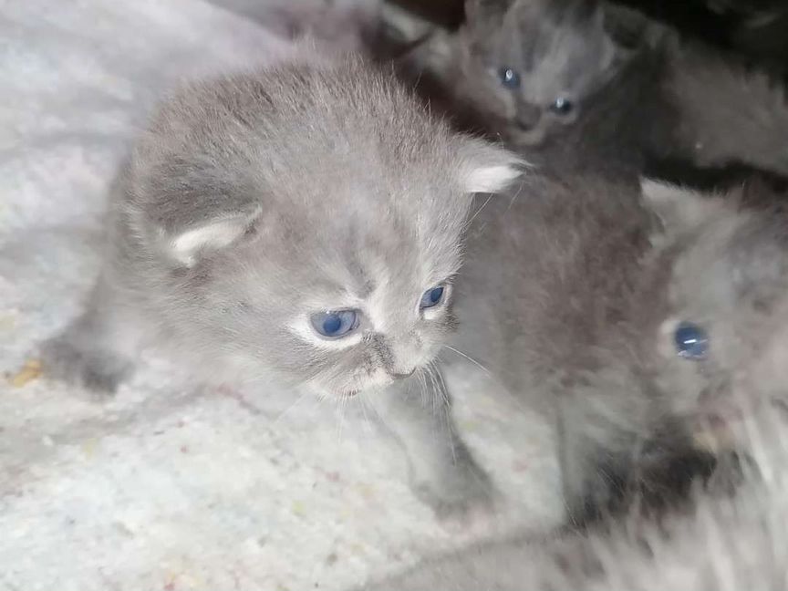 Британские котята бесплатно