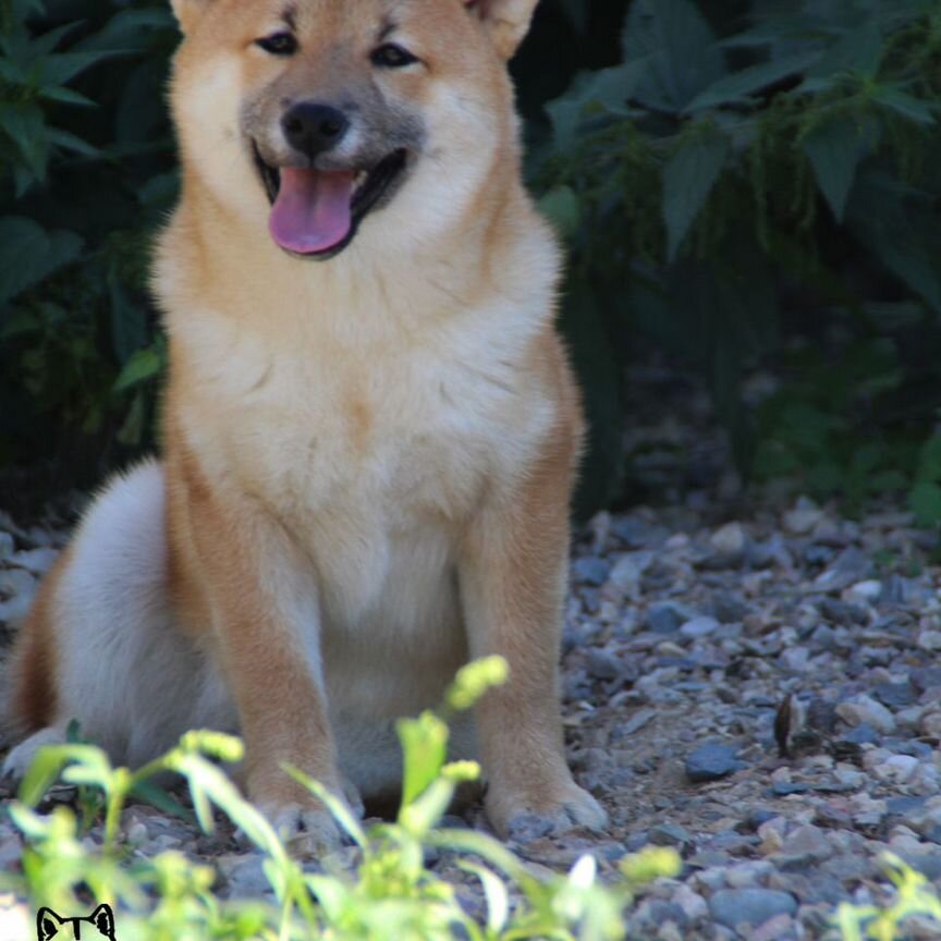 Сиба ину щенок