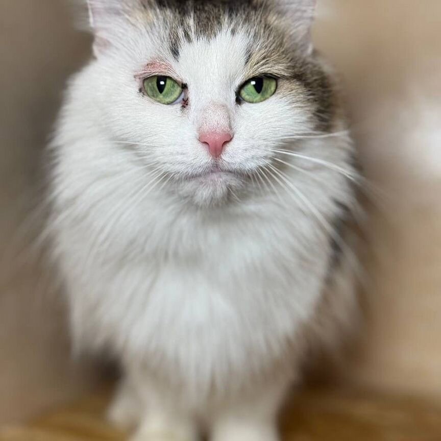 Кошечка ищет дом