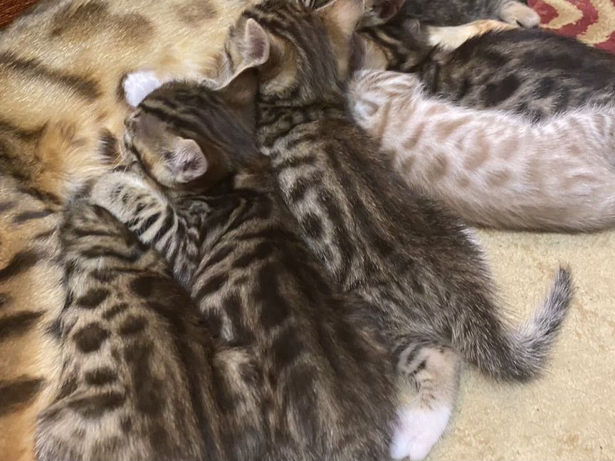 Бенгальская котята